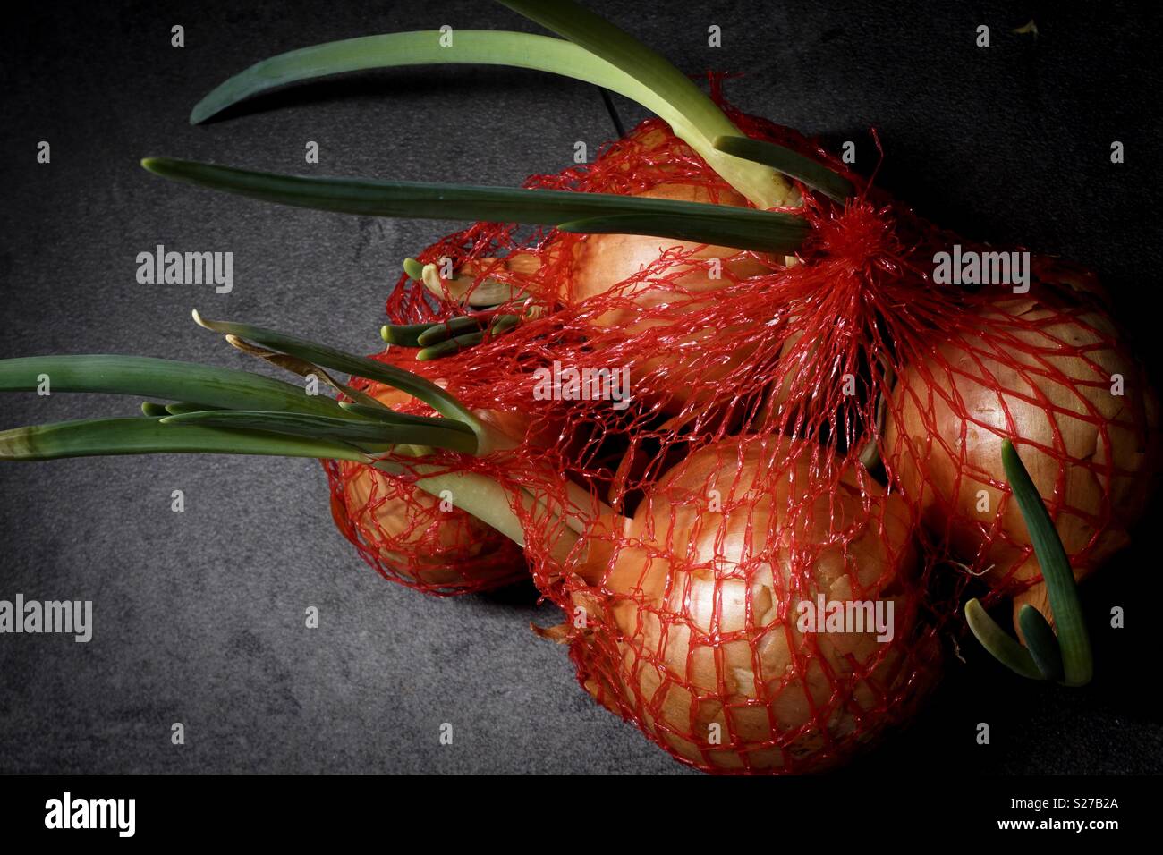 Growing Red Onions High Resolution Stock Photography and Images - Alamy