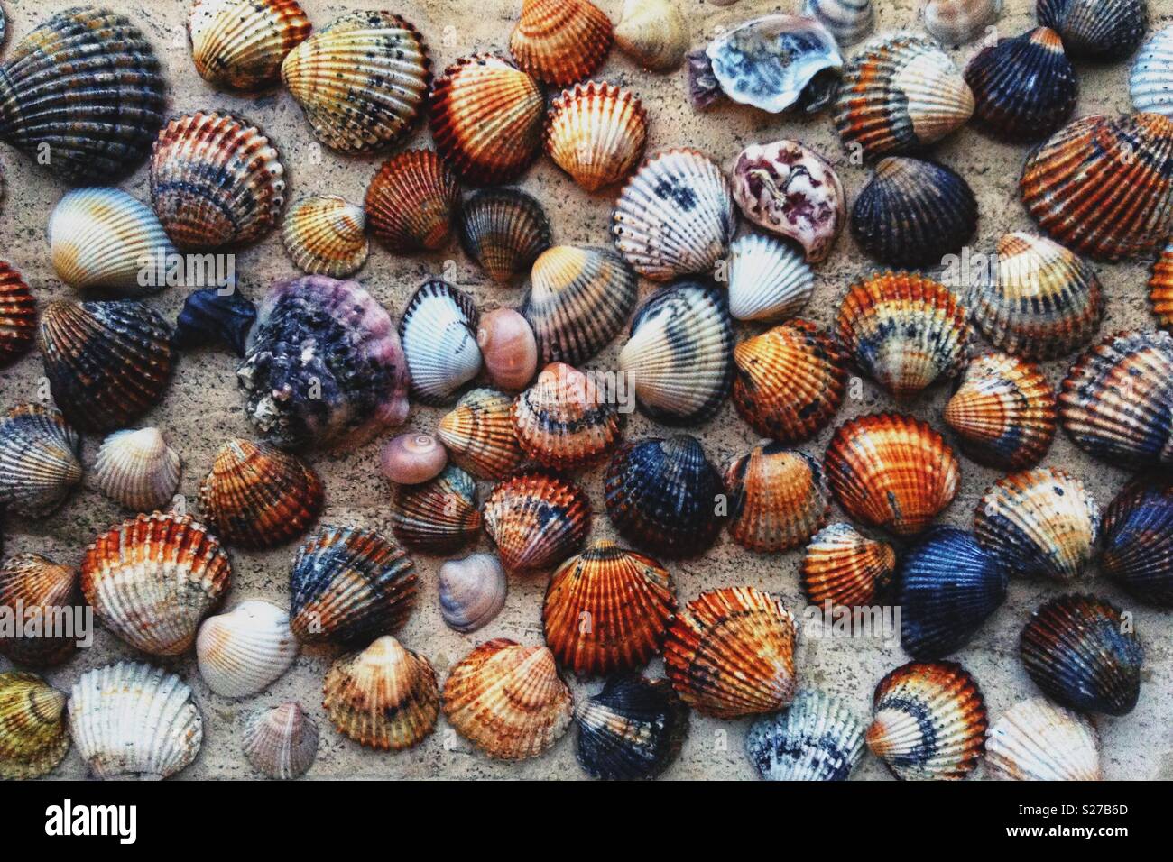 Seashells presented face down on a flat light grey surface. High ...