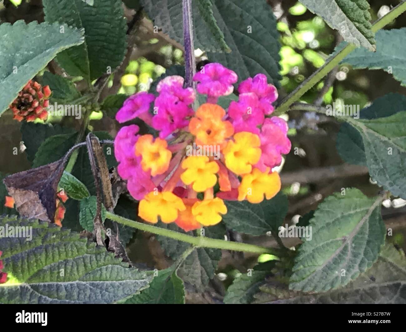 Colorful flowers in Ecuador Stock Photo - Alamy