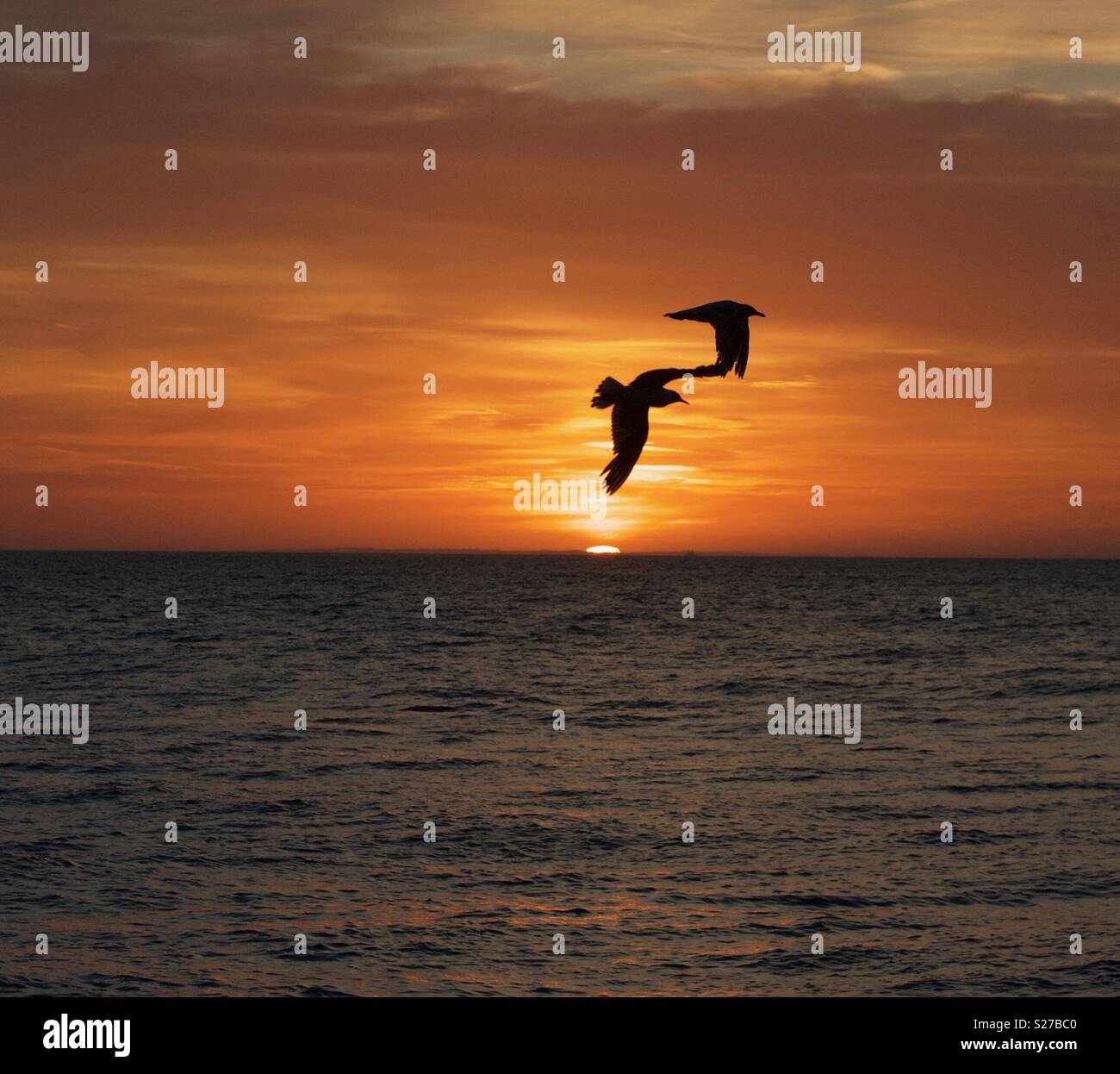 Birds of flight hi-res stock photography and images - Alamy