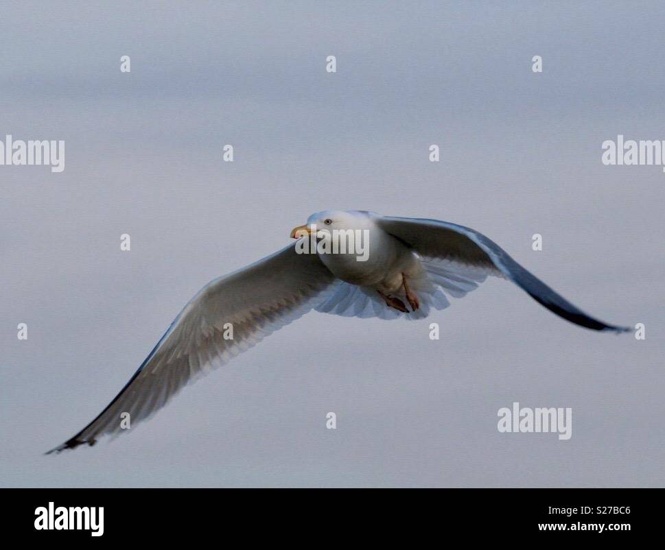 Seagull in flight hi-res stock photography and images - Alamy