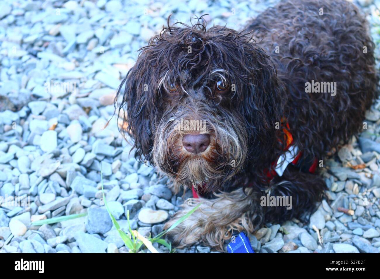 Shaggy puppy hi-res stock photography and images - Alamy