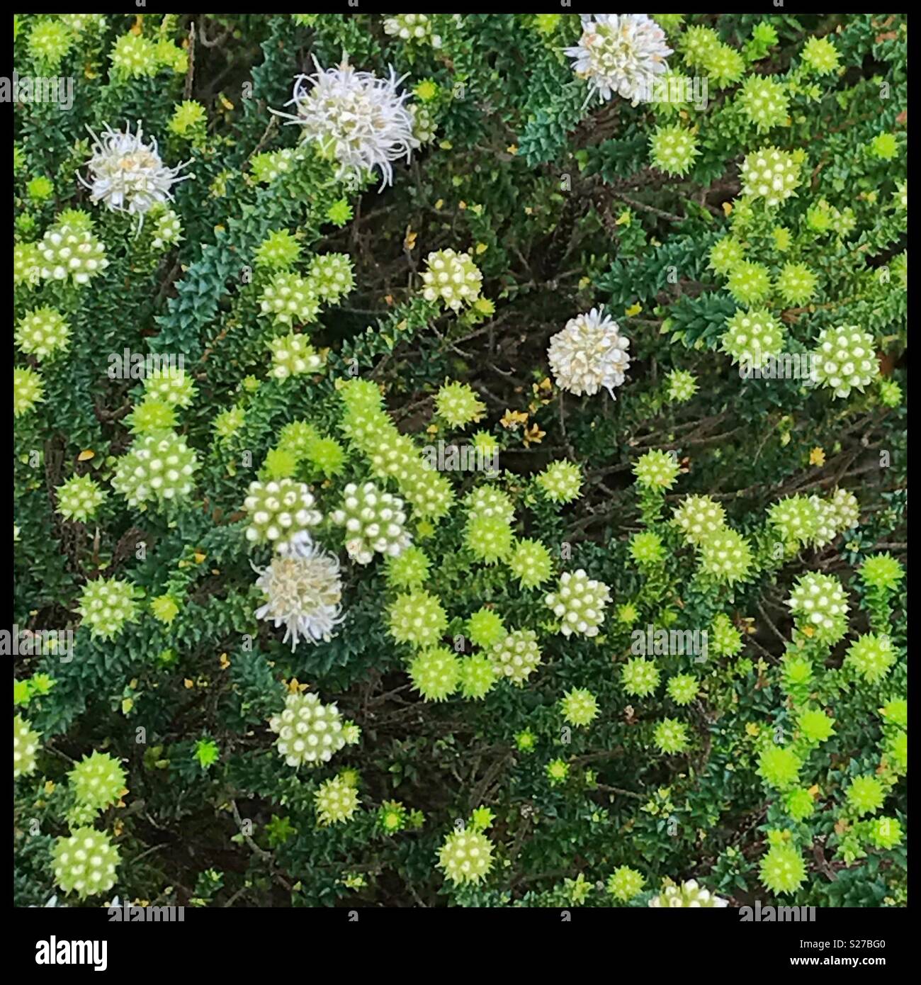 Agathosma serpyllacea hi-res stock photography and images - Alamy