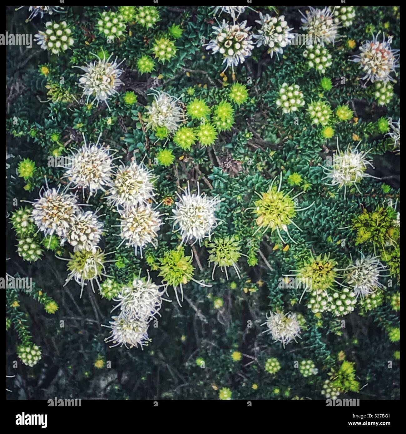 Agathosma serpyllacea hi-res stock photography and images - Alamy