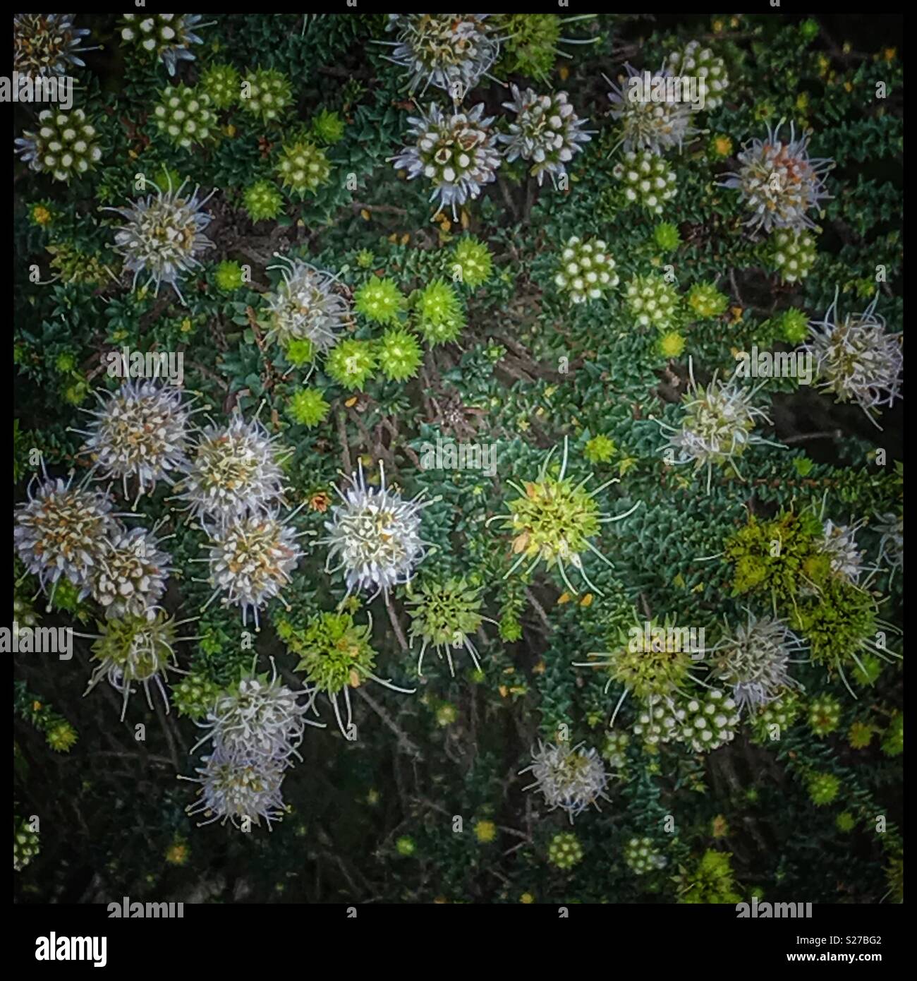 Agathosma serpyllacea hi-res stock photography and images - Alamy