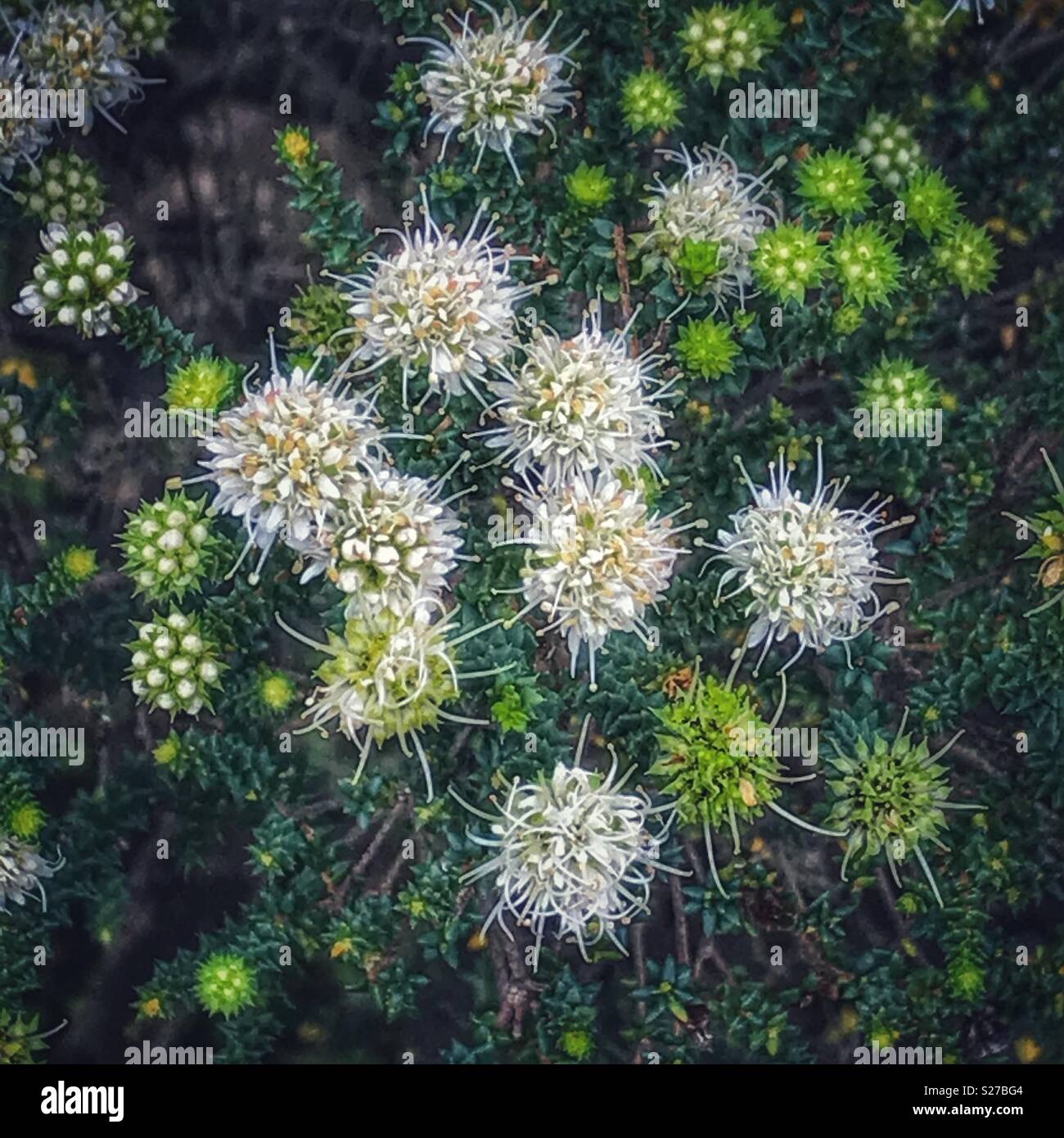 Buchu hi-res stock photography and images - Alamy