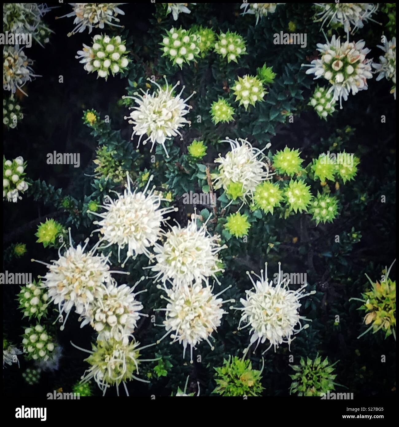 Agathosma serpyllacea hi-res stock photography and images - Alamy