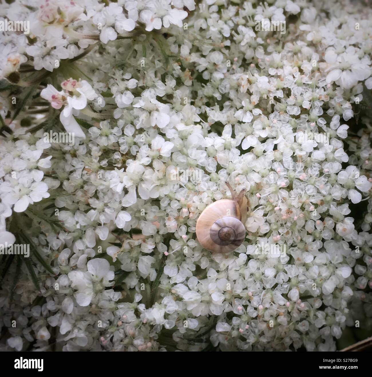 Snail on tiny white flowers Stock Photo - Alamy