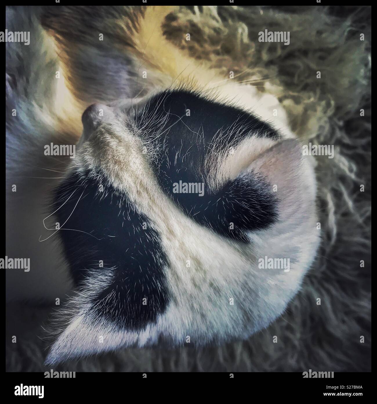 Top of cat’s head Stock Photo - Alamy