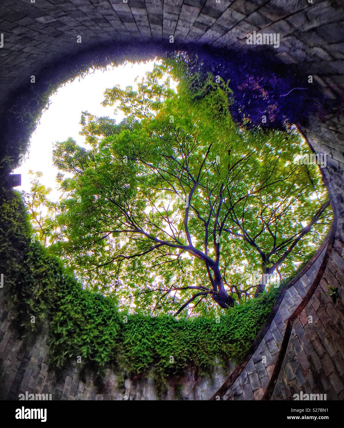 Large tress hi-res stock photography and images - Alamy