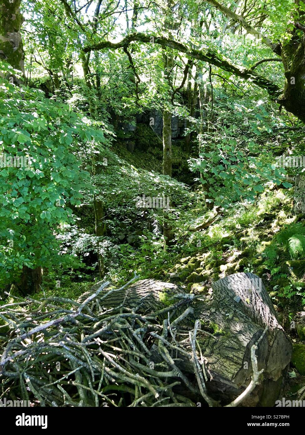 Overgrown pathway in wood covered in trees and sunshine Stock Photo - Alamy