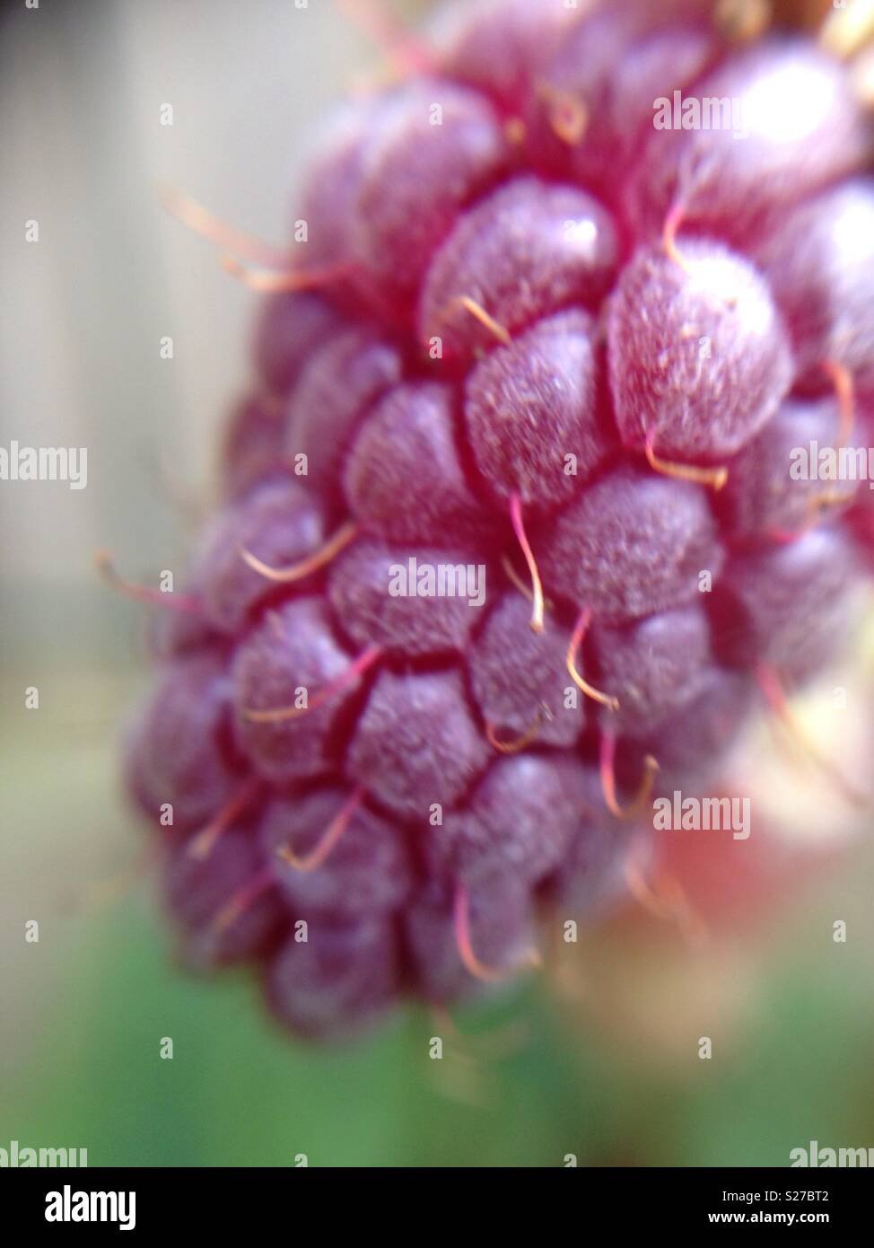 Loganberry hi-res stock photography and images - Alamy