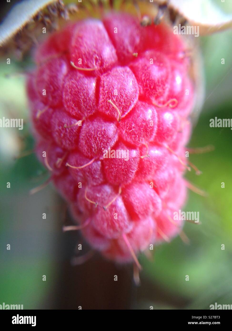 Loganberry hi-res stock photography and images - Alamy