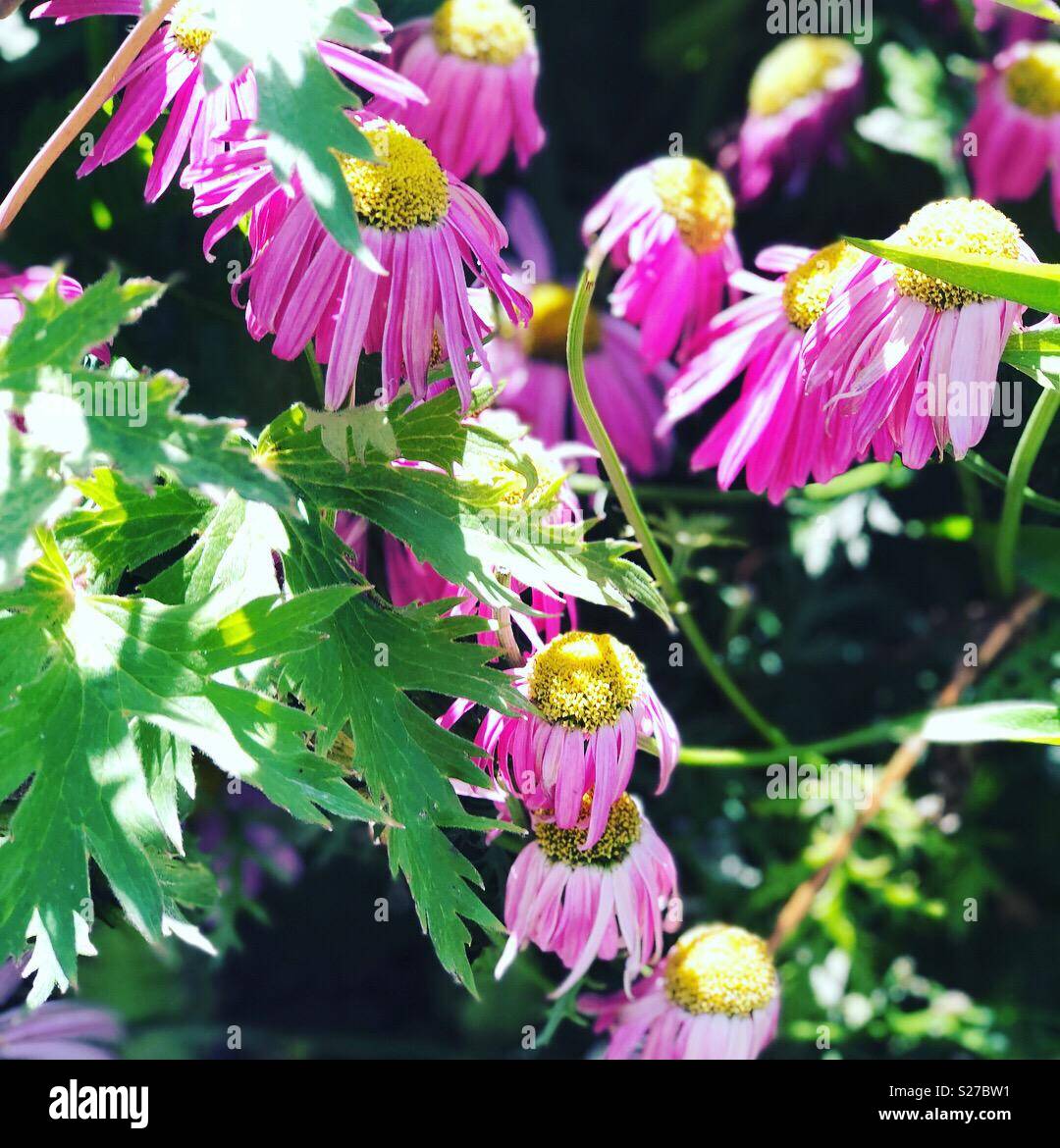 Hot pink daisy hi-res stock photography and images - Alamy
