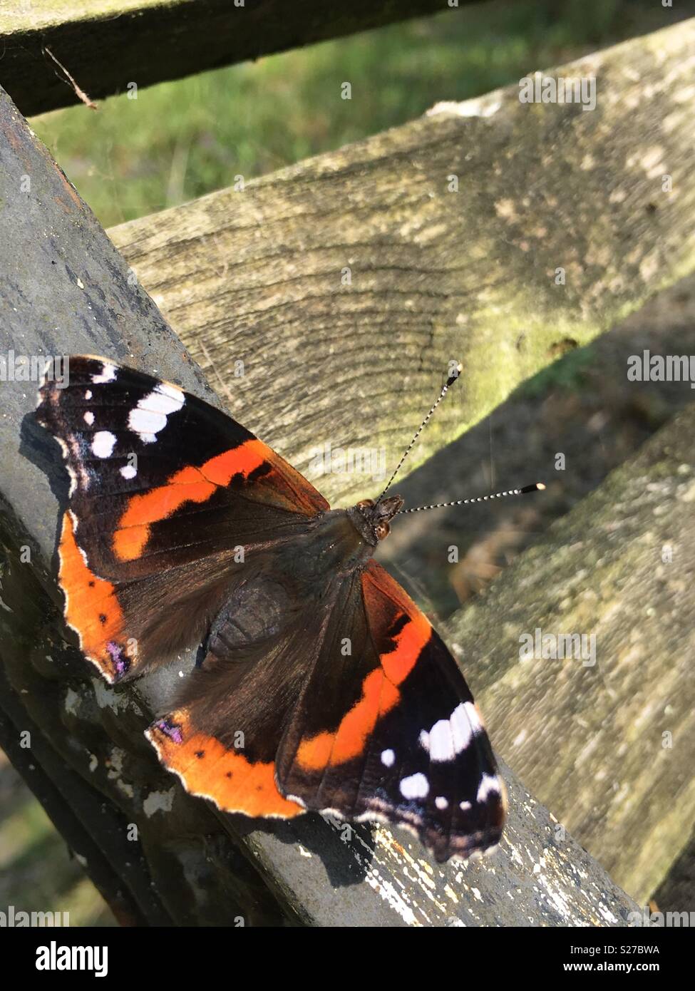 Wildlife beautiful hi-res stock photography and images - Alamy