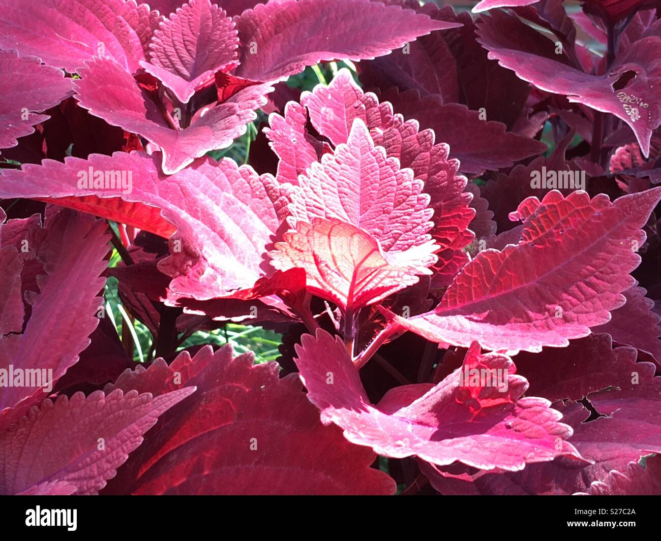 Red coleus hi-res stock photography and images - Alamy