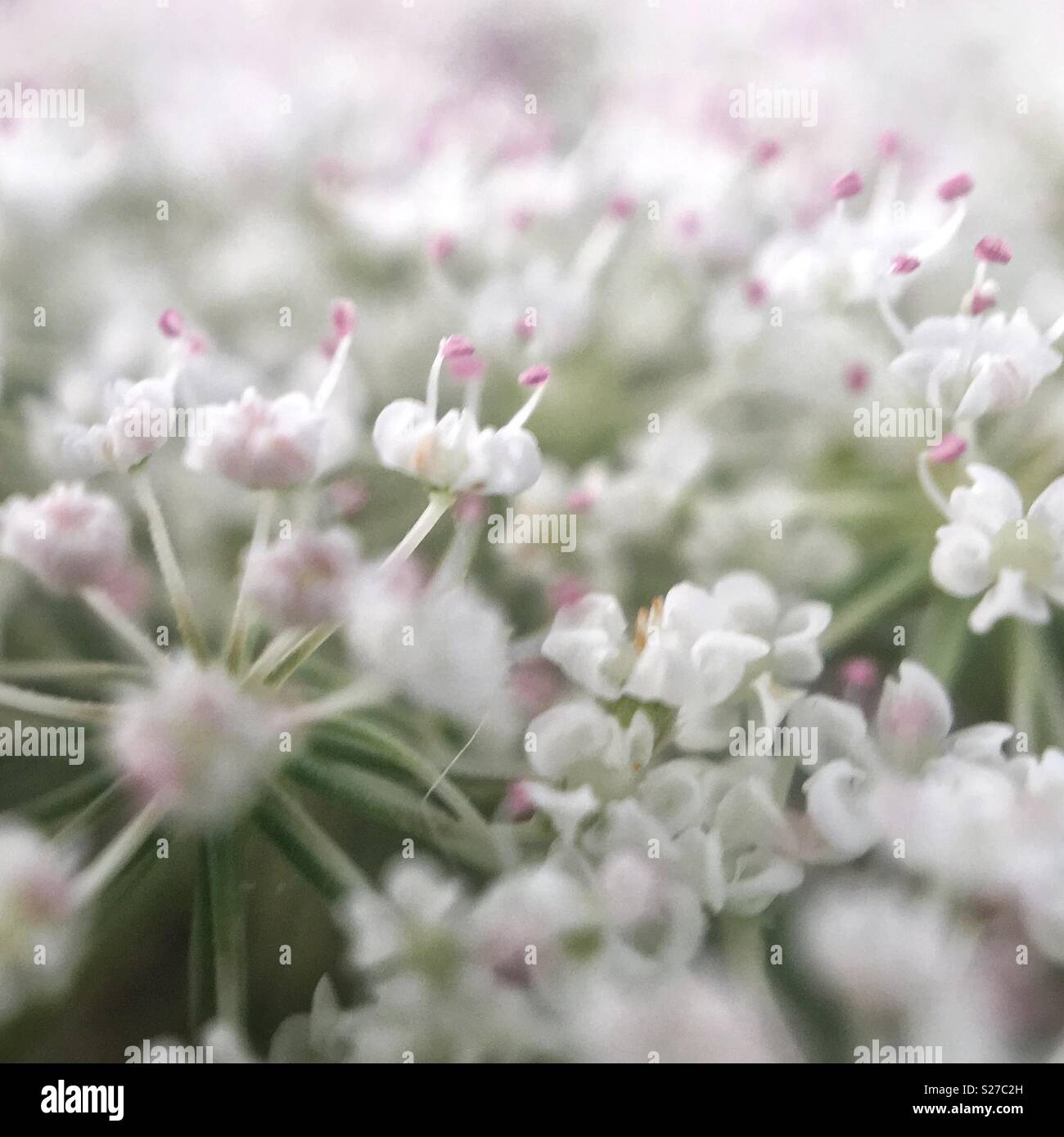 Queen Anne’s lace flower Stock Photo - Alamy