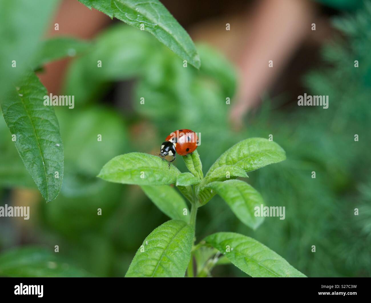 Ladybug garden hi-res stock photography and images - Alamy