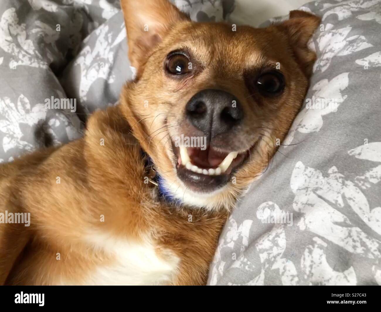 Jack bailey hi-res stock photography and images - Alamy