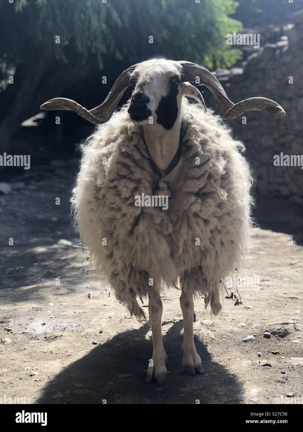 The village’s local guard sheep Stock Photo - Alamy