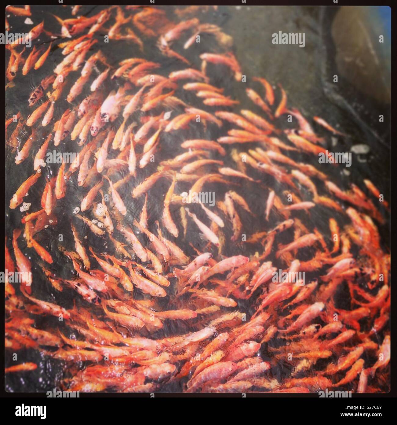 Swirling fish hi-res stock photography and images - Alamy