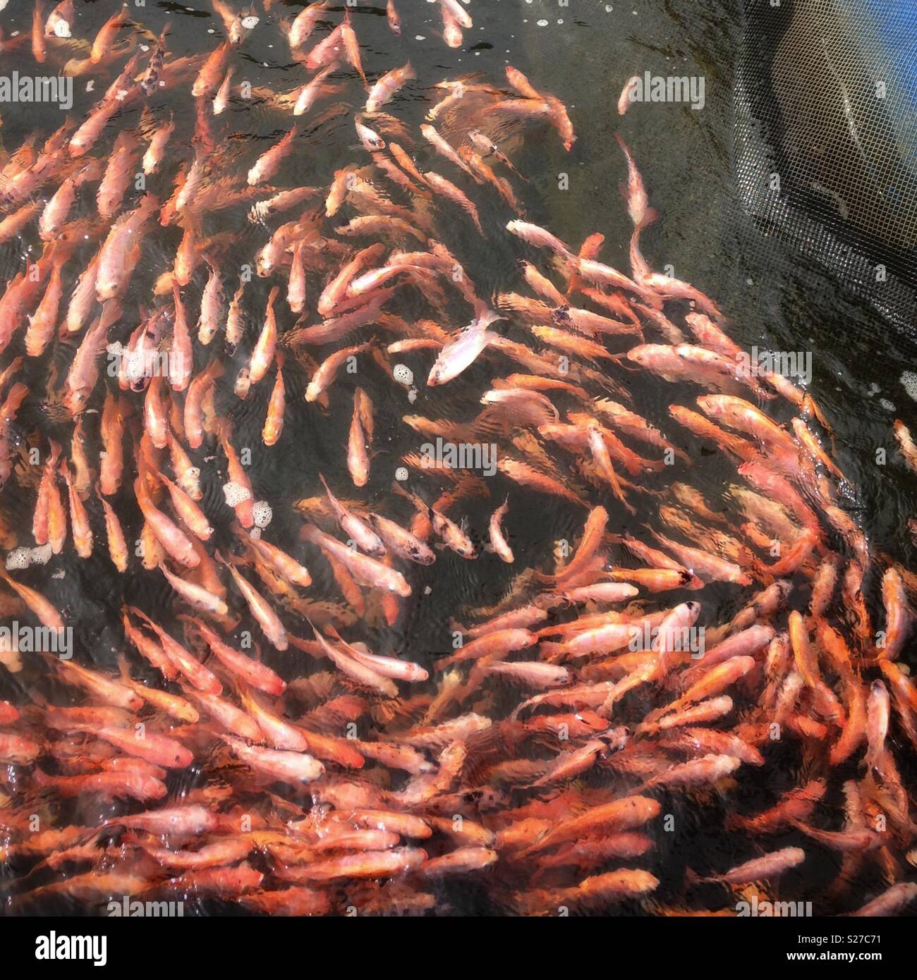 Swirling fish hi-res stock photography and images - Alamy