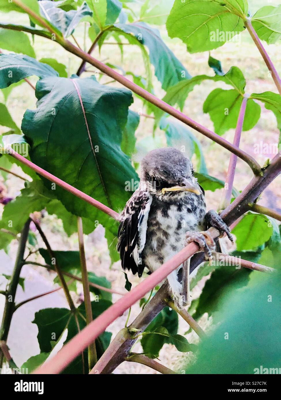 Green baby bird hi-res stock photography and images - Alamy