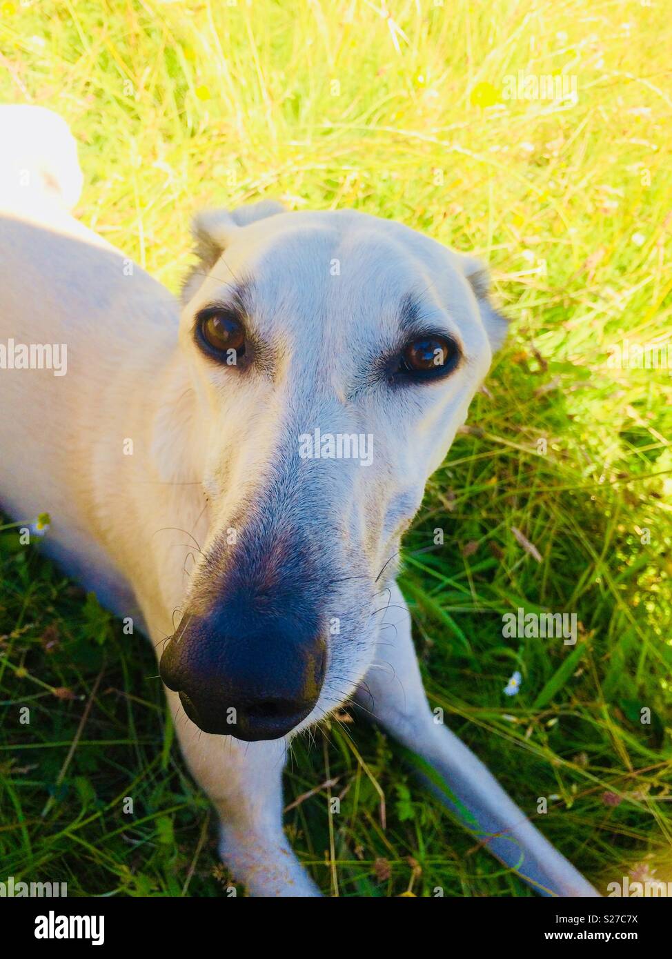 White lurches hi-res stock photography and images - Alamy