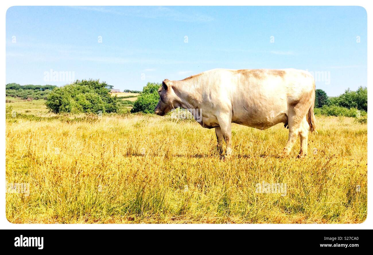 Bush Cow High Resolution Stock Photography and Images - Alamy