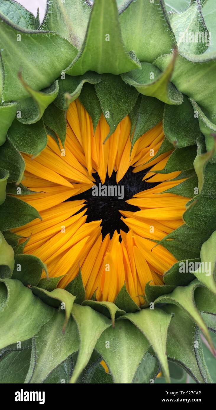 Girassol hi-res stock photography and images - Alamy