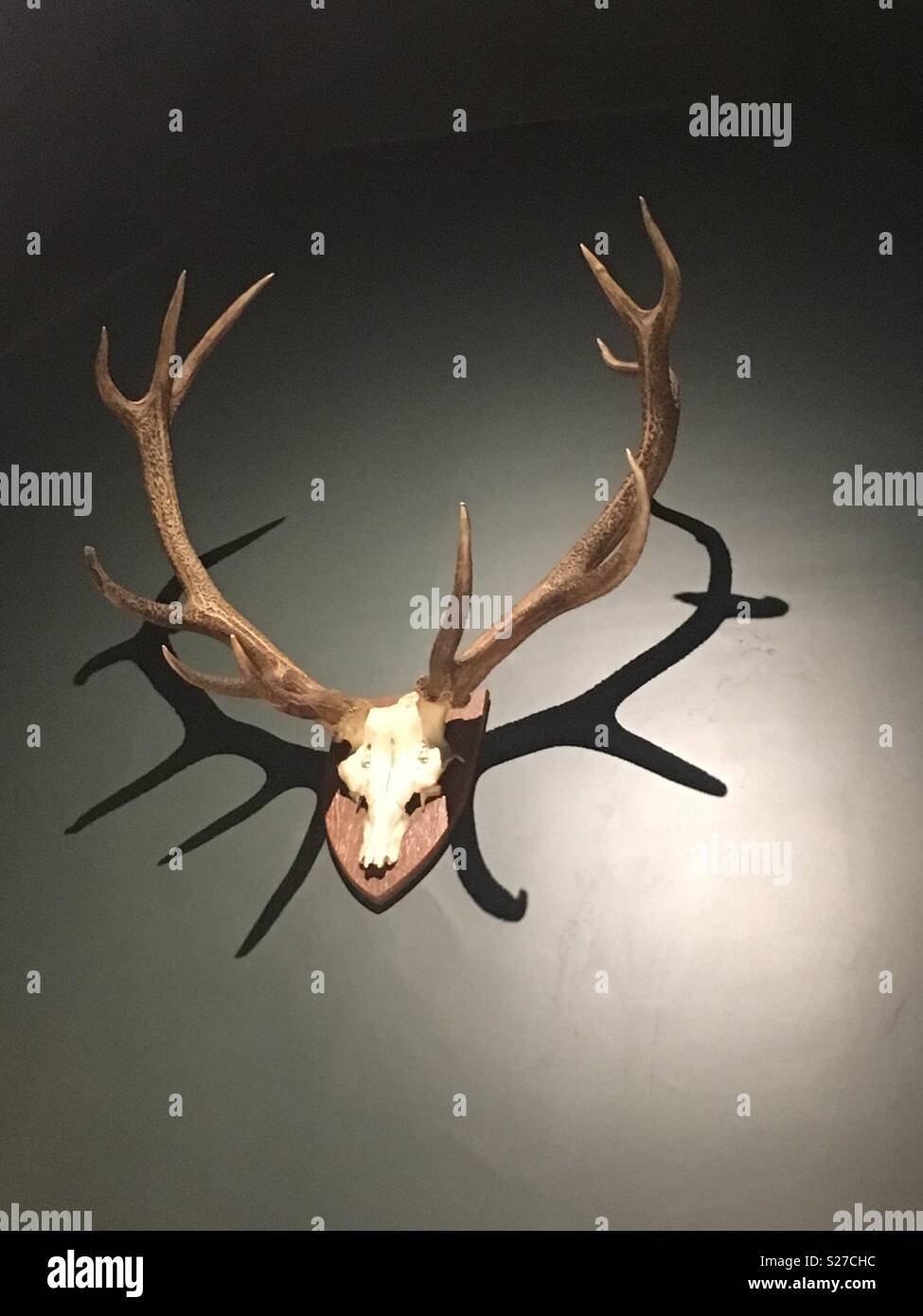 Stag head hi-res stock photography and images - Alamy