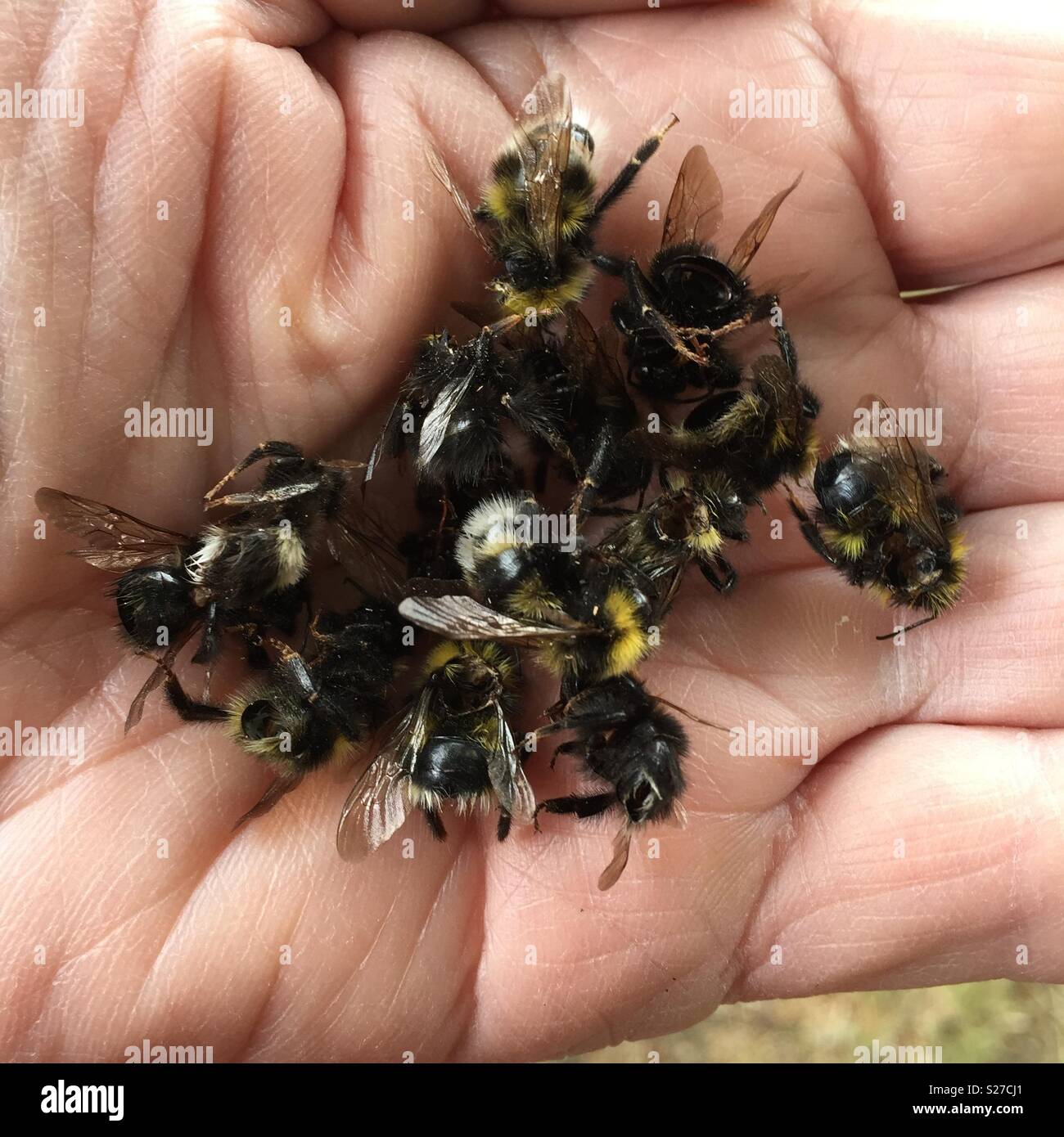 Dead bees hi-res stock photography and images - Alamy