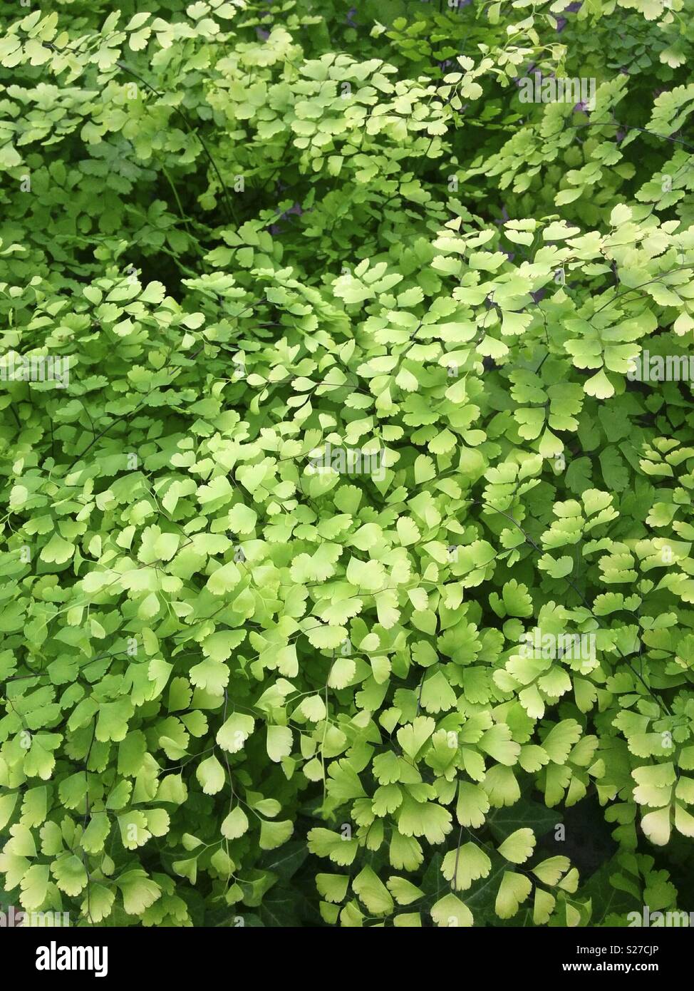 Adiantum fragrans hi-res stock photography and images - Alamy