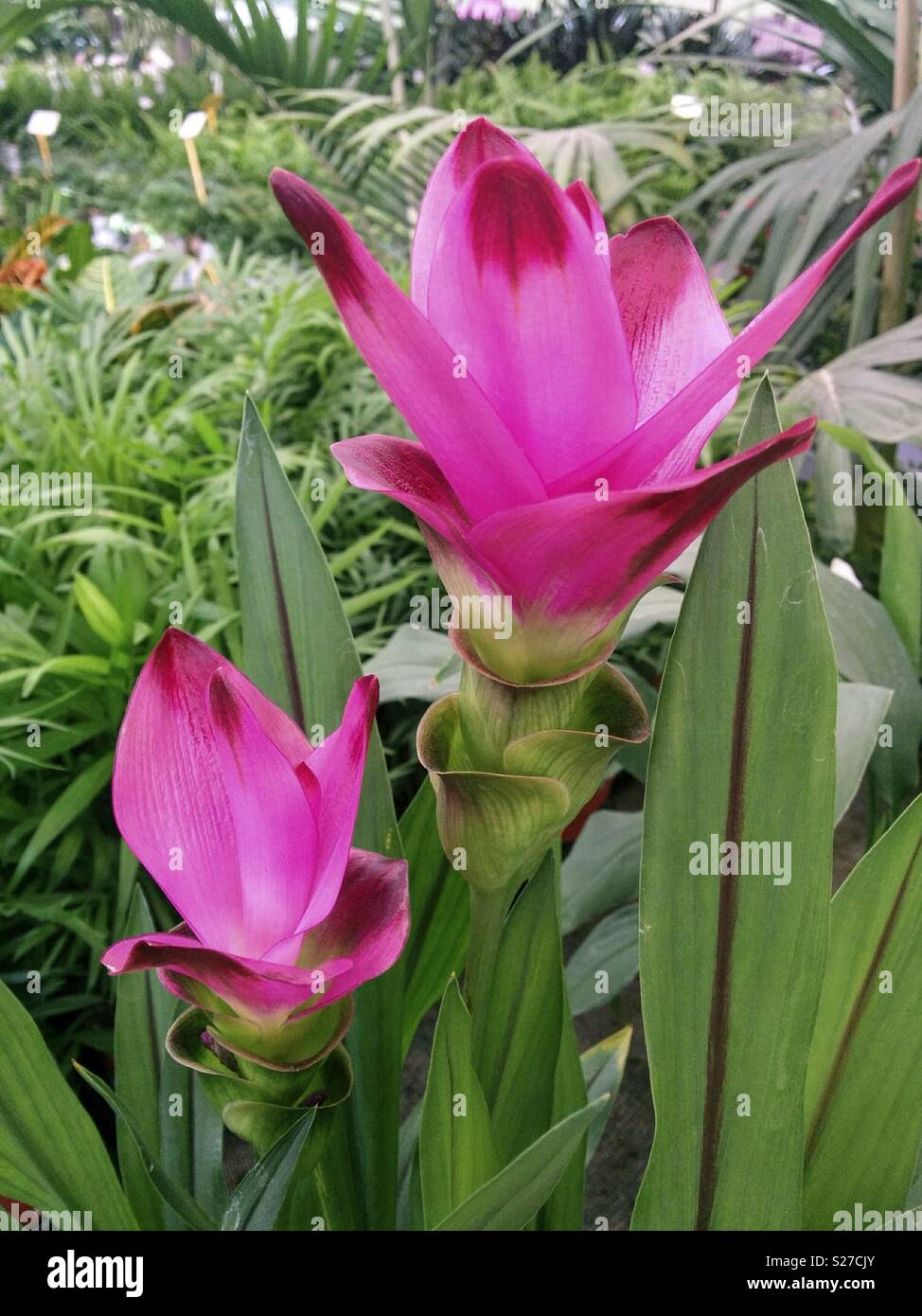 Curcuma flower hi-res stock photography and images - Alamy