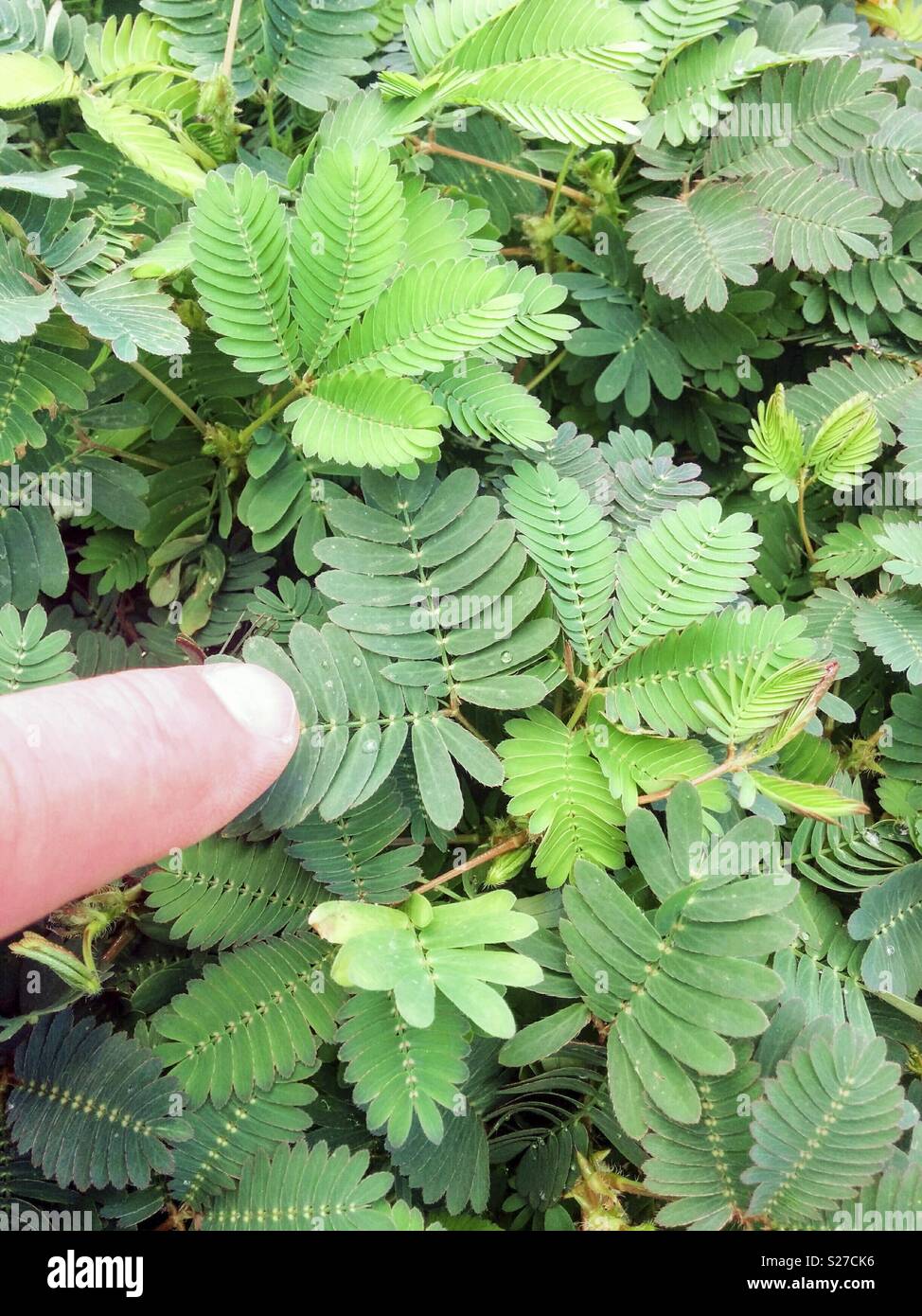 Mimosa pudica hi-res stock photography and images - Alamy