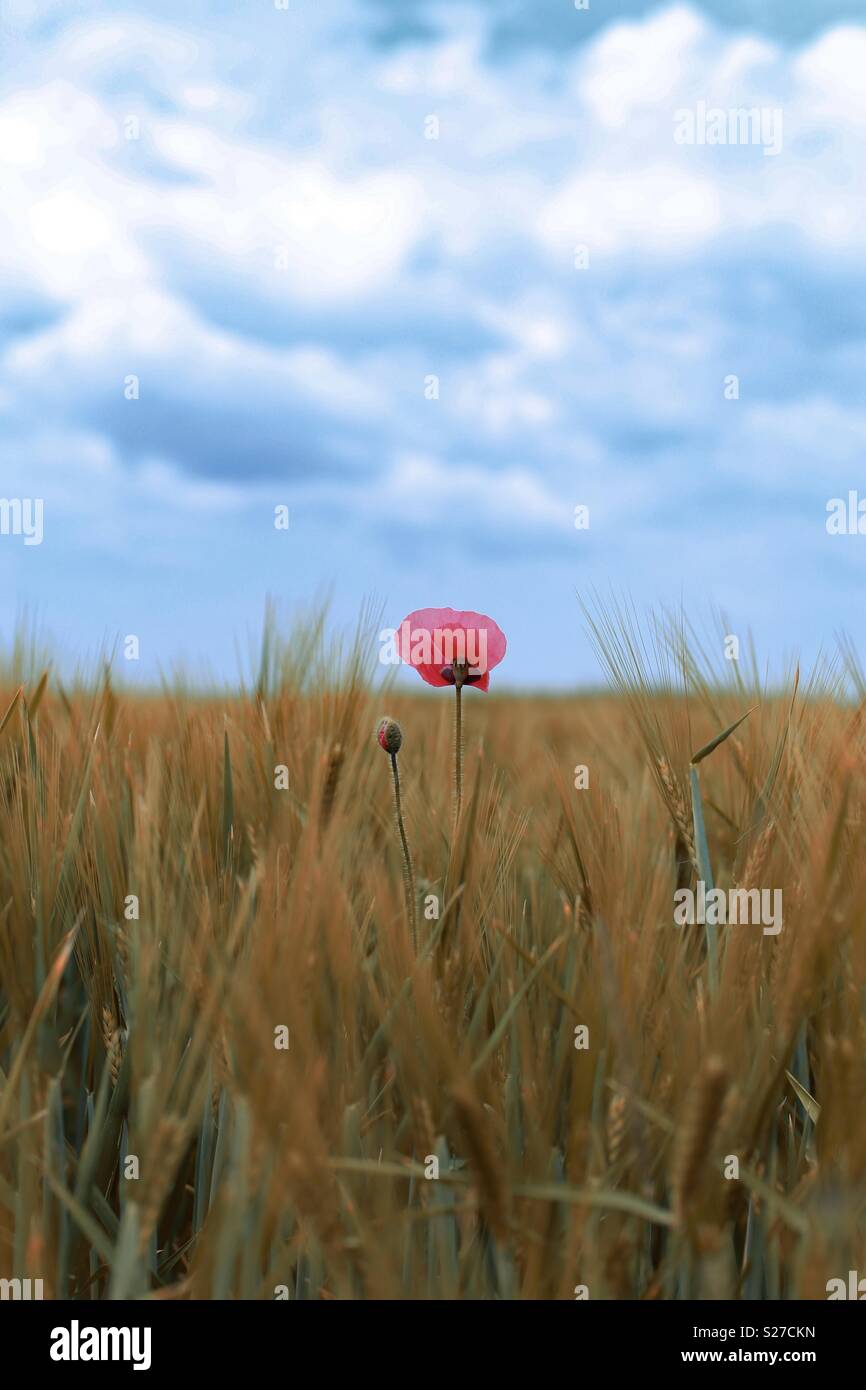 Pink flow hi-res stock photography and images - Alamy