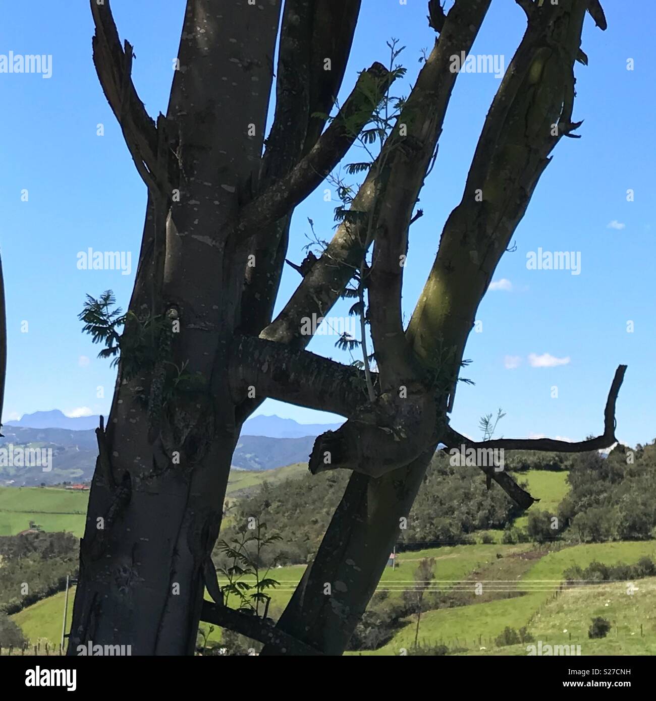 Eucalyptus Trees In Ecuador Tree High Resolution Stock Photography and ...