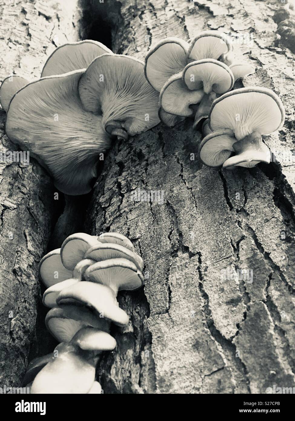 Frozen fungus hi-res stock photography and images - Alamy
