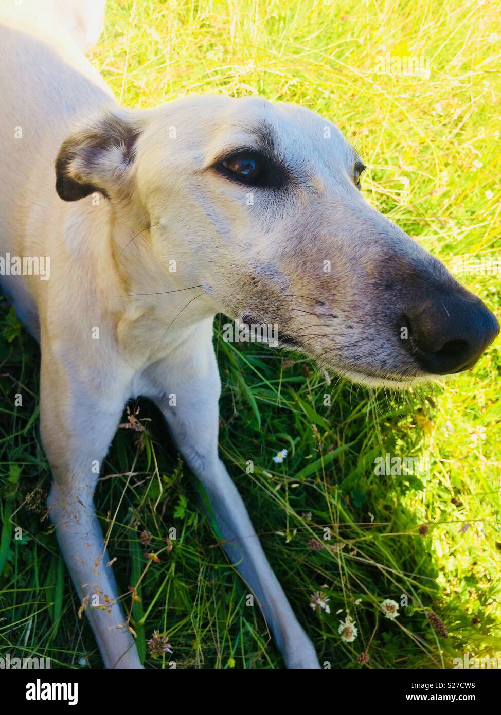 Lurched hi-res stock photography and images - Alamy