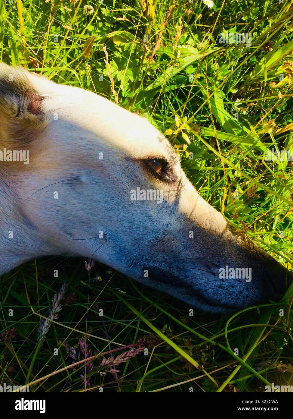 White lurcher hi-res stock photography and images - Alamy