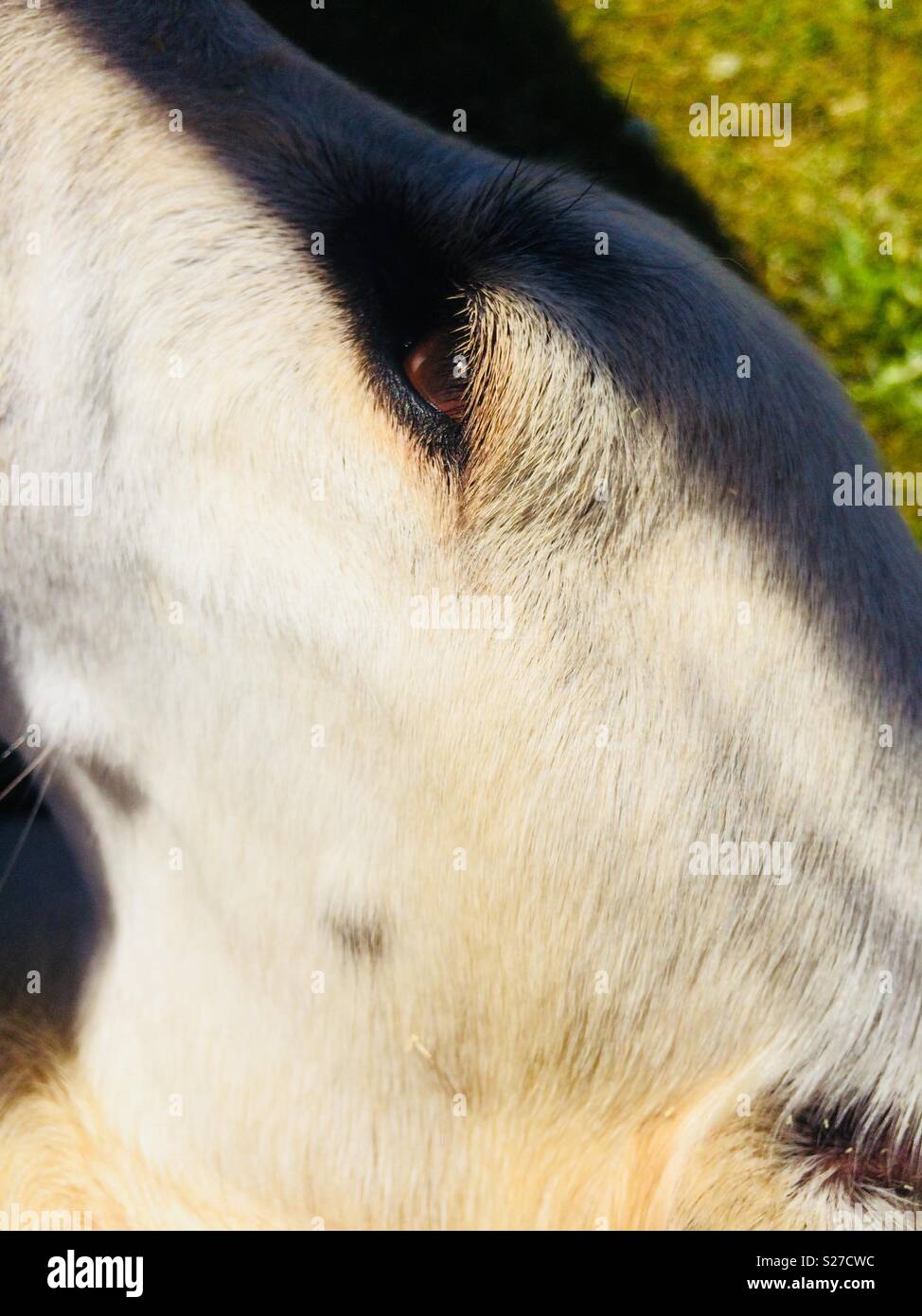 Side of face hi-res stock photography and images - Alamy