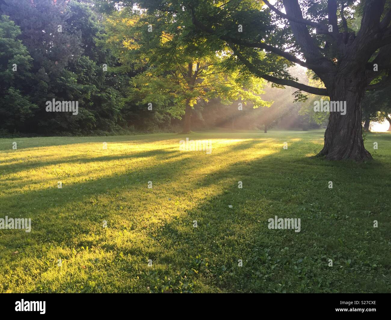 Early summer morning Stock Photo - Alamy