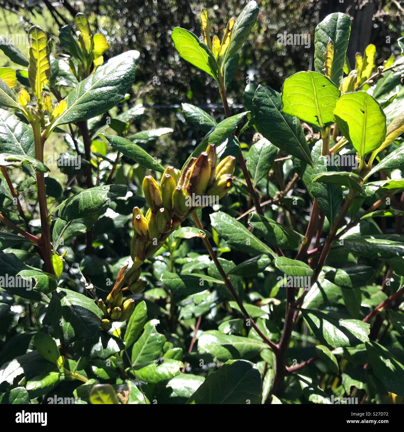 Wild bush in Ecuador Stock Photo - Alamy