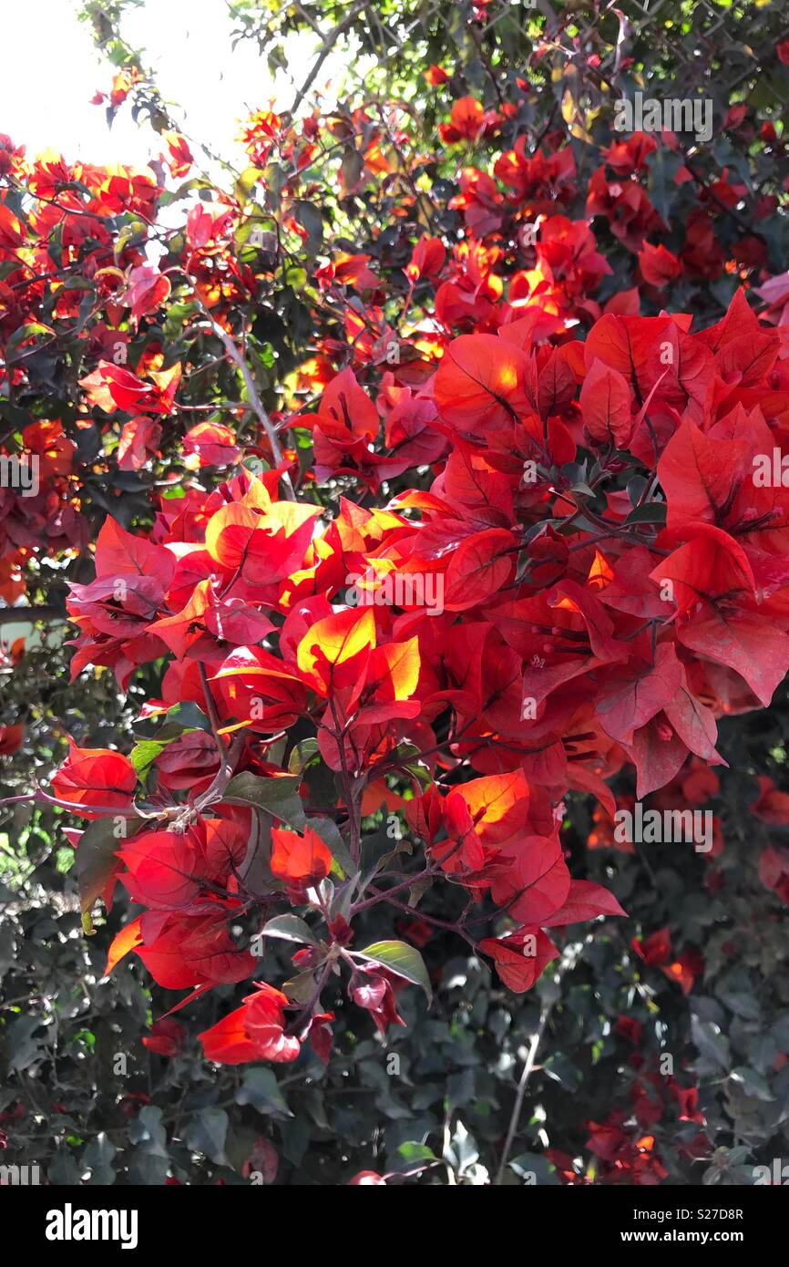 Red vine leaf hi-res stock photography and images - Alamy