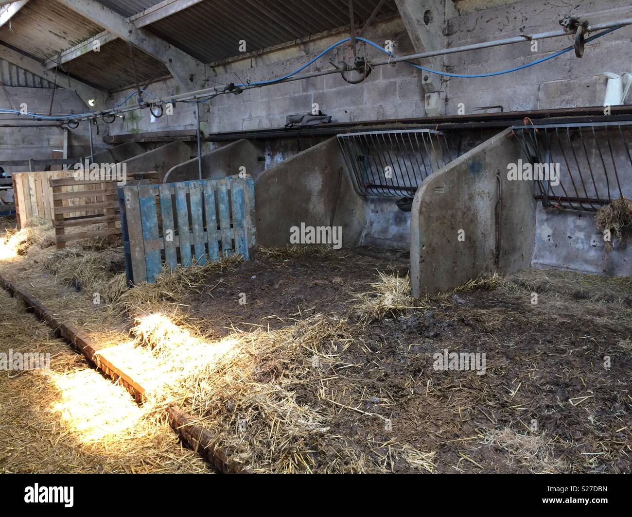 Cow shed hi-res stock photography and images - Alamy