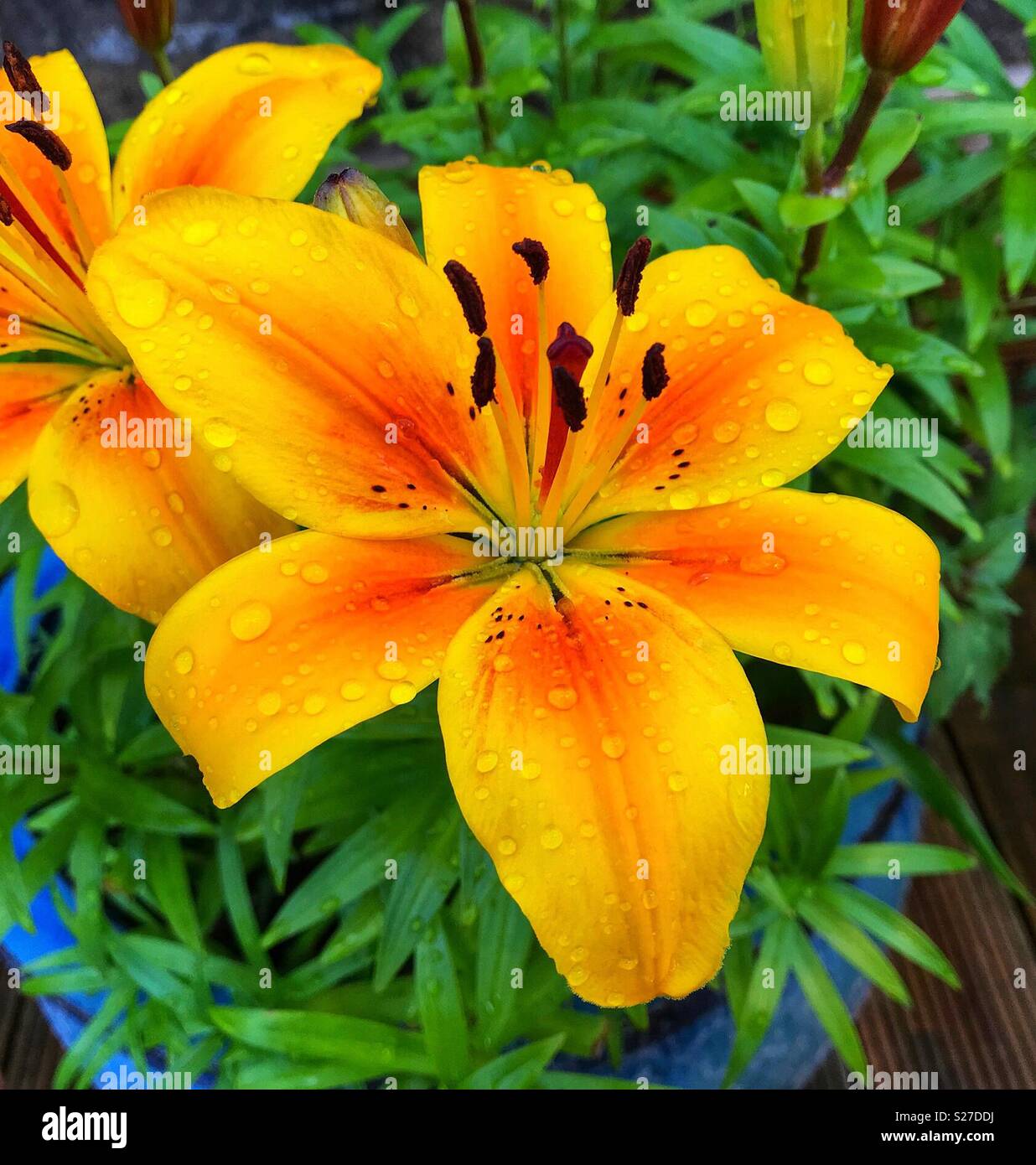 Lily yellow hi-res stock photography and images - Alamy