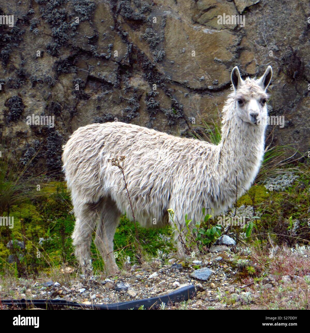 Llama Ecuador High Resolution Stock Photography and Images - Alamy