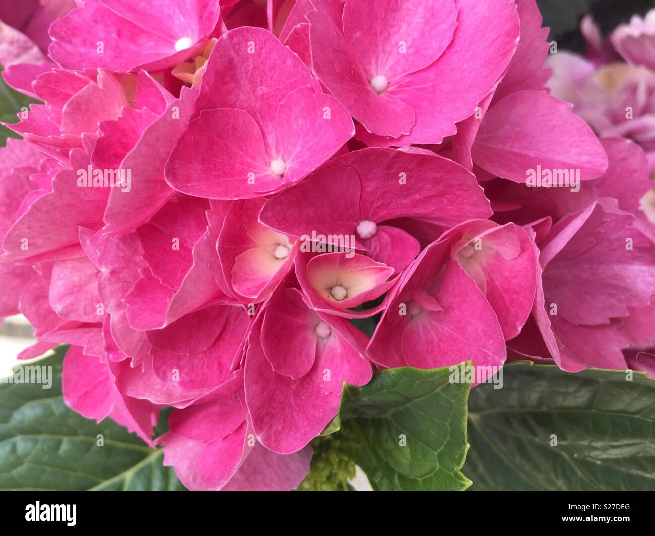 Flowering plant bloom hi-res stock photography and images - Alamy