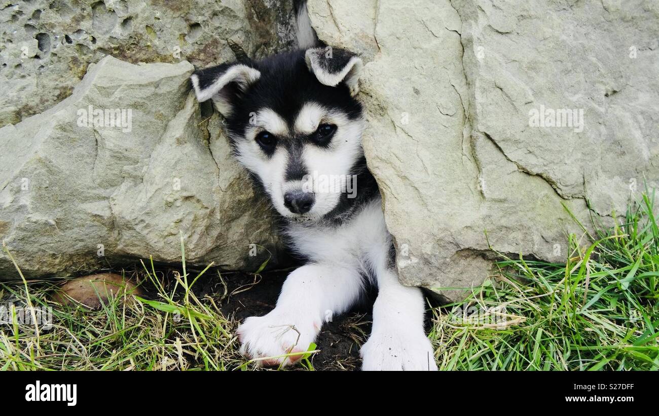 Husky puppy peeking out from boulders Stock Photo - Alamy