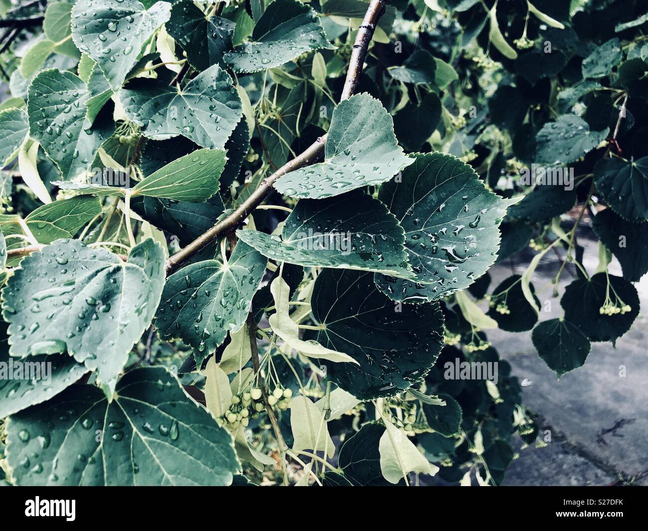 Lime green tree leaves hi-res stock photography and images - Alamy